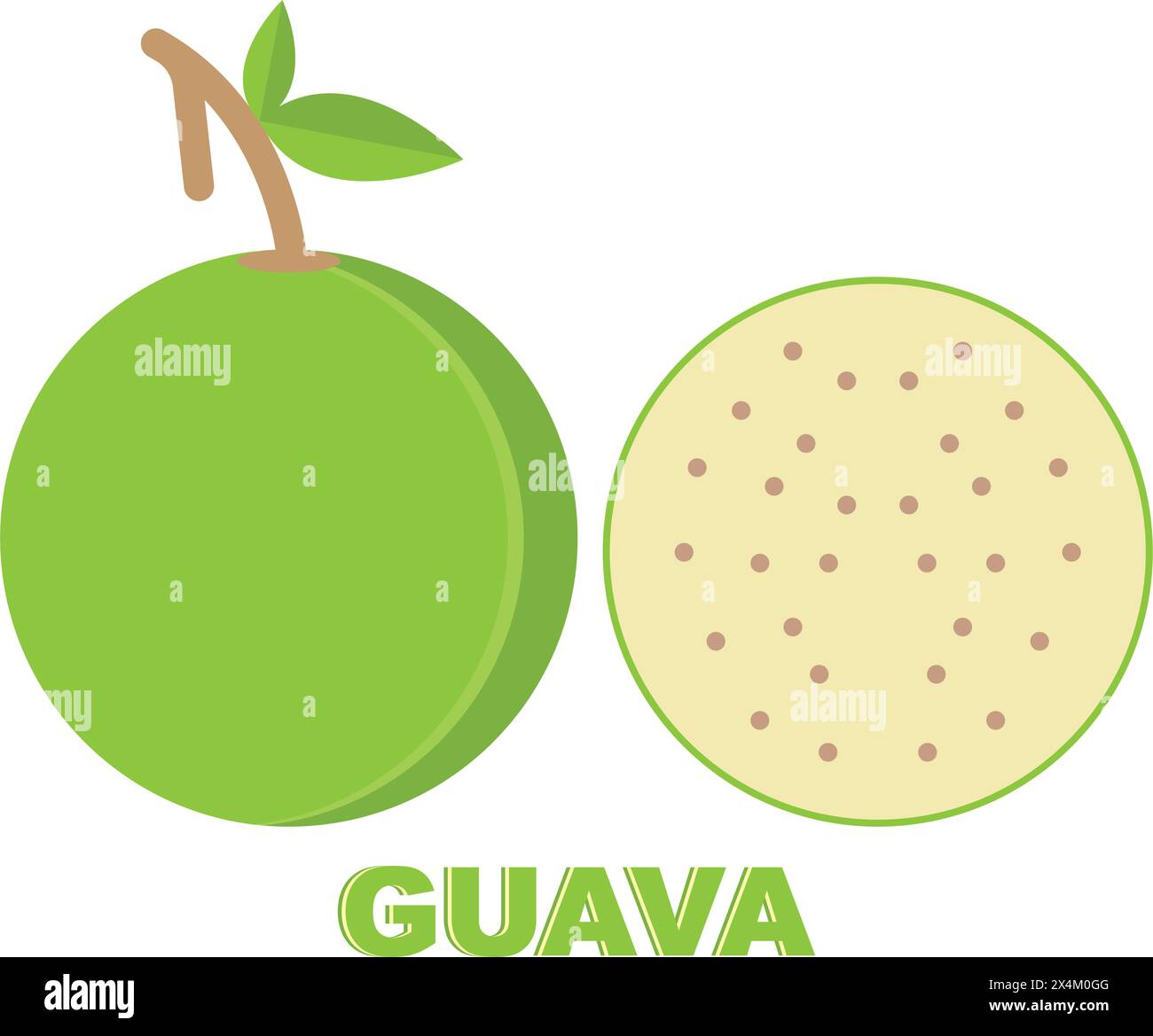 Single guava Stock Vector Images - Alamy