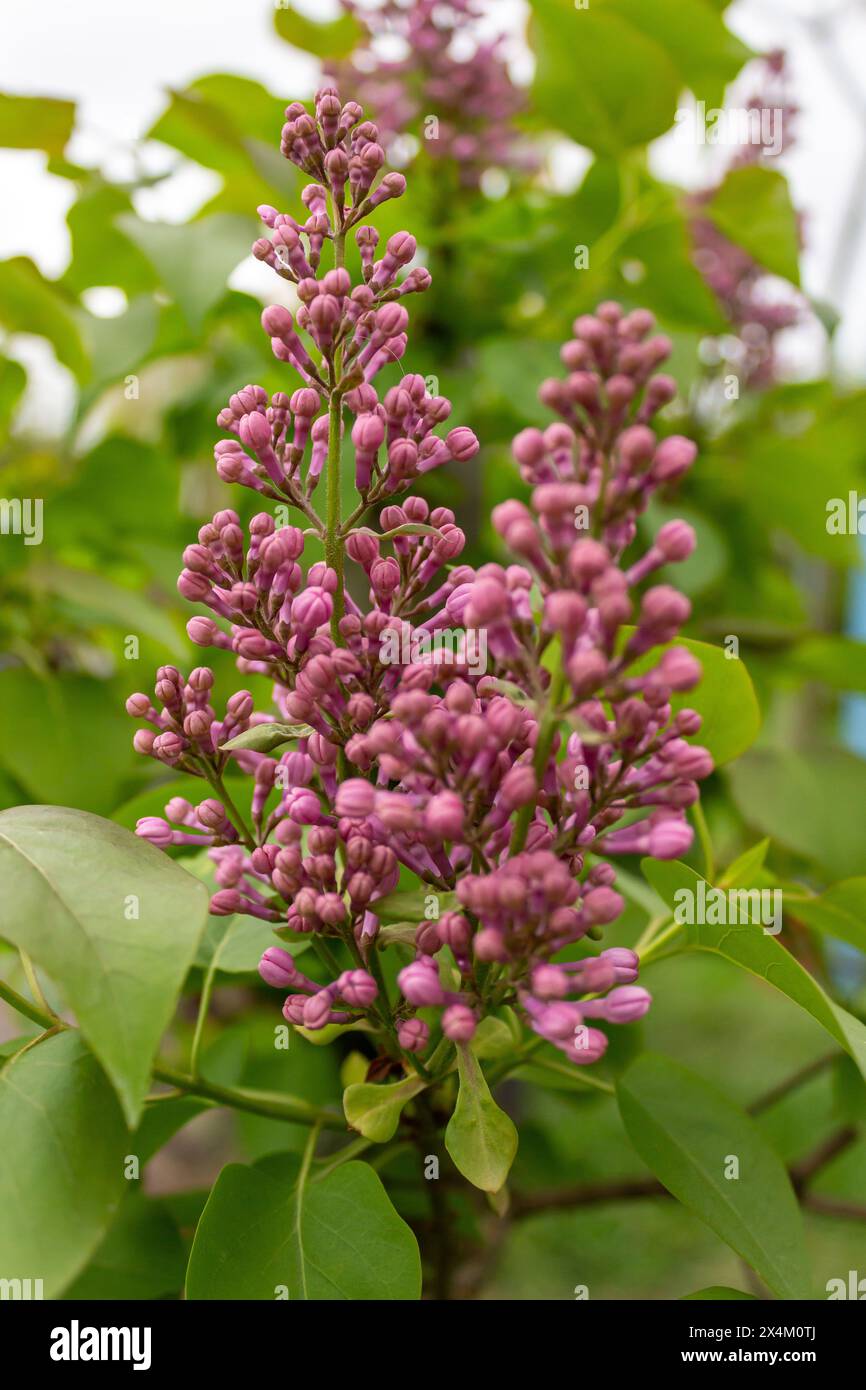 Sunny day bliss hi-res stock photography and images - Alamy