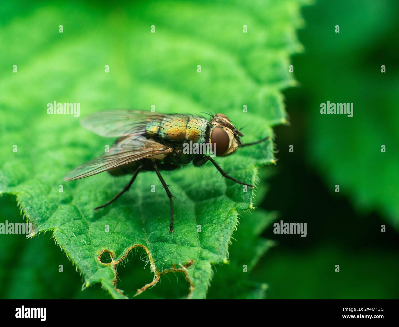 Sheep mating not insect hi-res stock photography and images - Alamy