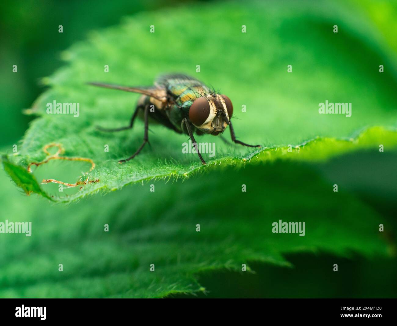 Australian sheep blowfly hi-res stock photography and images - Alamy