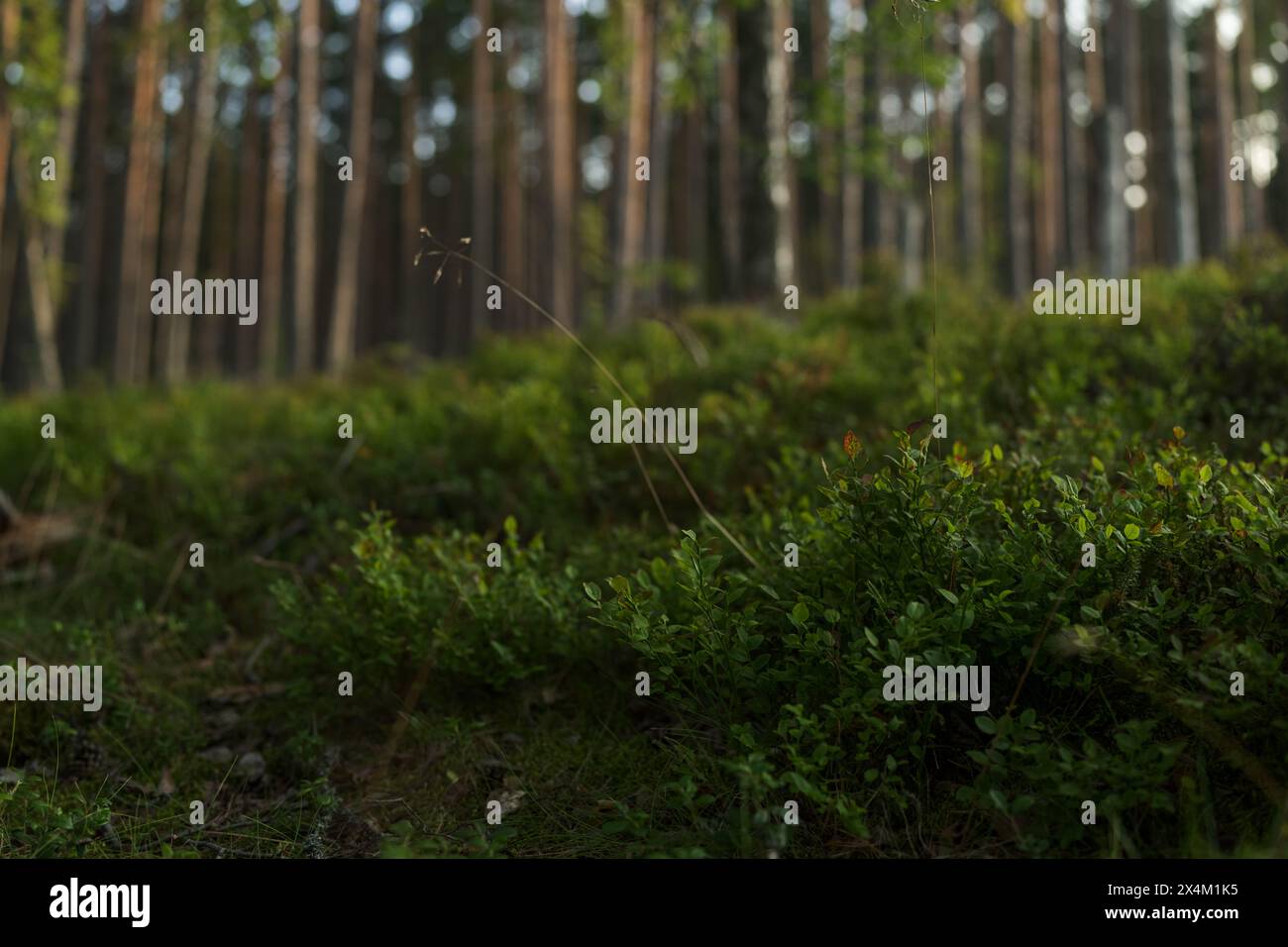 Summer pine forest on a warm day with lots of greenery and bilberries ...