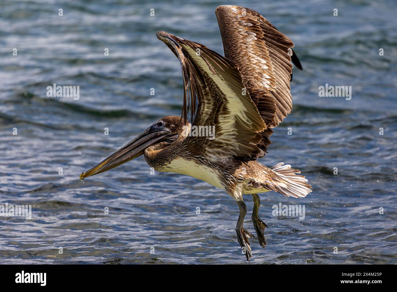 Belize bird flying hi-res stock photography and images - Alamy
