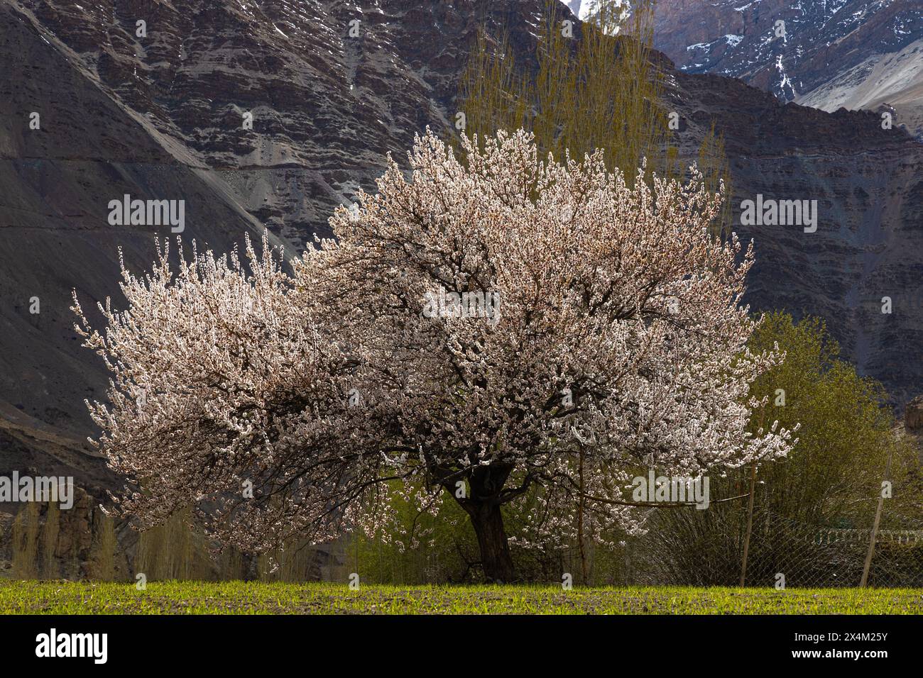 A full-grown Apricot tree in full blossom with pink flowering buds all ...