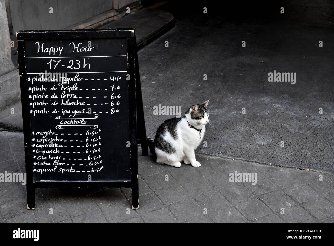 Domestic cat paris hi-res stock photography and images - Alamy