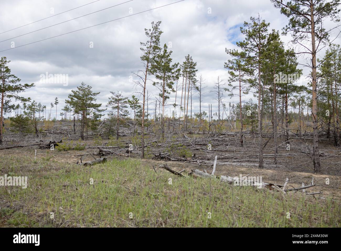 Wood cutting, burning wood, destroying the environment. Area of illegal ...