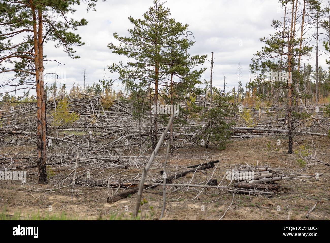 Wood cutting, burning wood, destroying the environment. Area of illegal ...