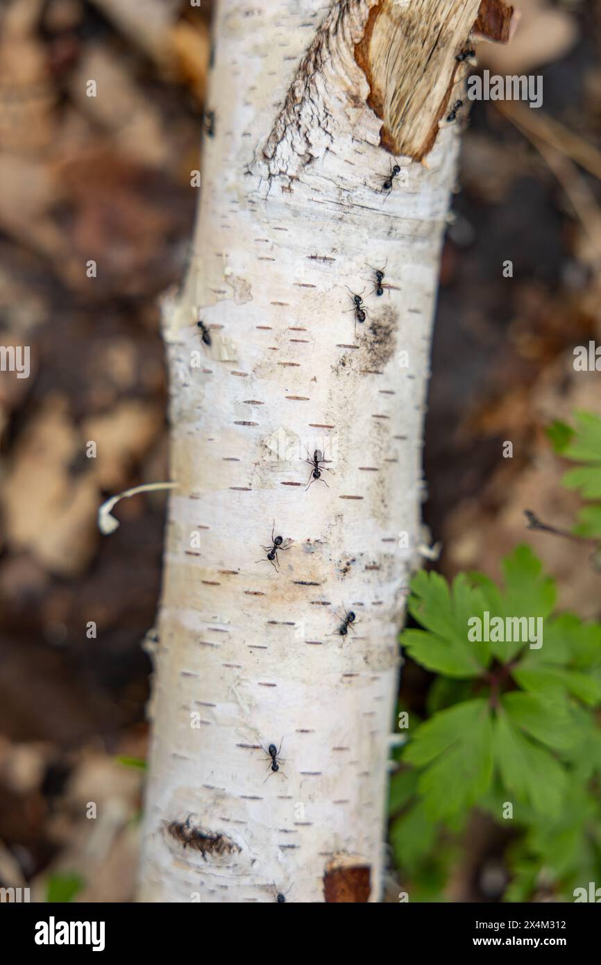 Ants crawl on bark tree hi-res stock photography and images - Alamy
