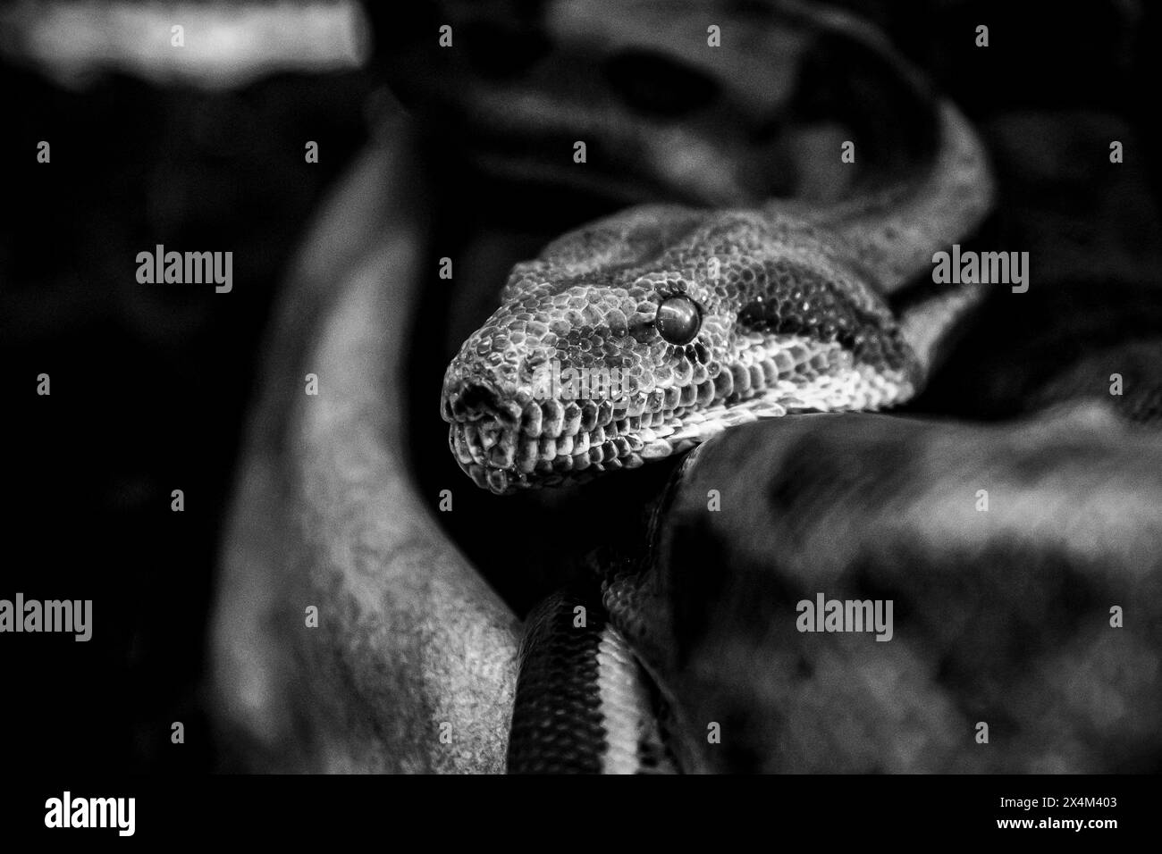 Constrictor boa Black and White Stock Photos & Images - Alamy