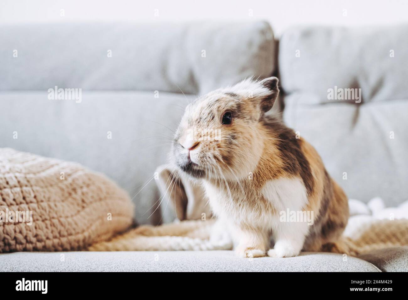 Portrait of a cute little soft rabbit on the sofa Stock Photo - Alamy
