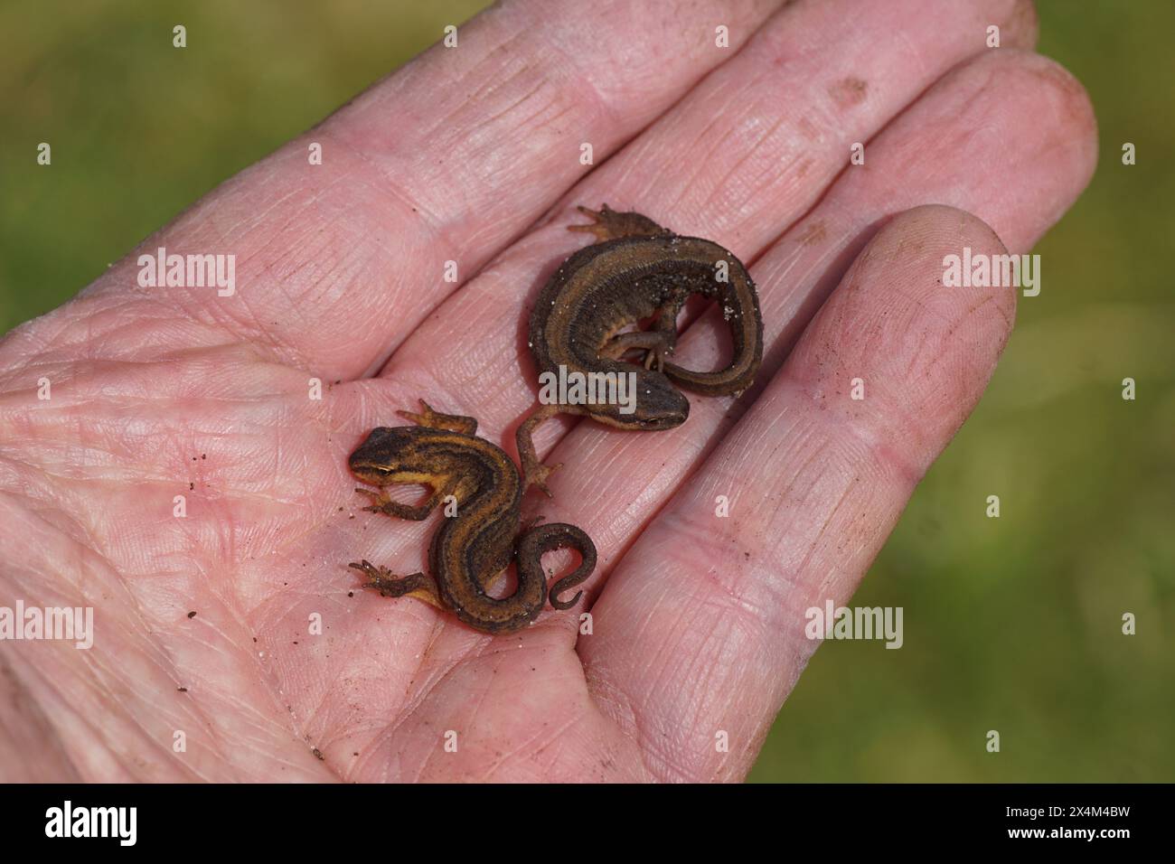 Smooth newts, common newts (Lissotriton vulgaris) in a hand, which is ...