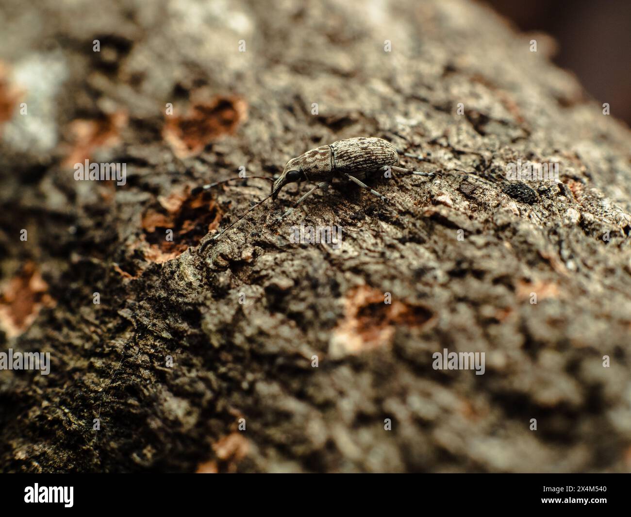 Small Weevil most likely from genus Trichalophus on a decayed mango ...