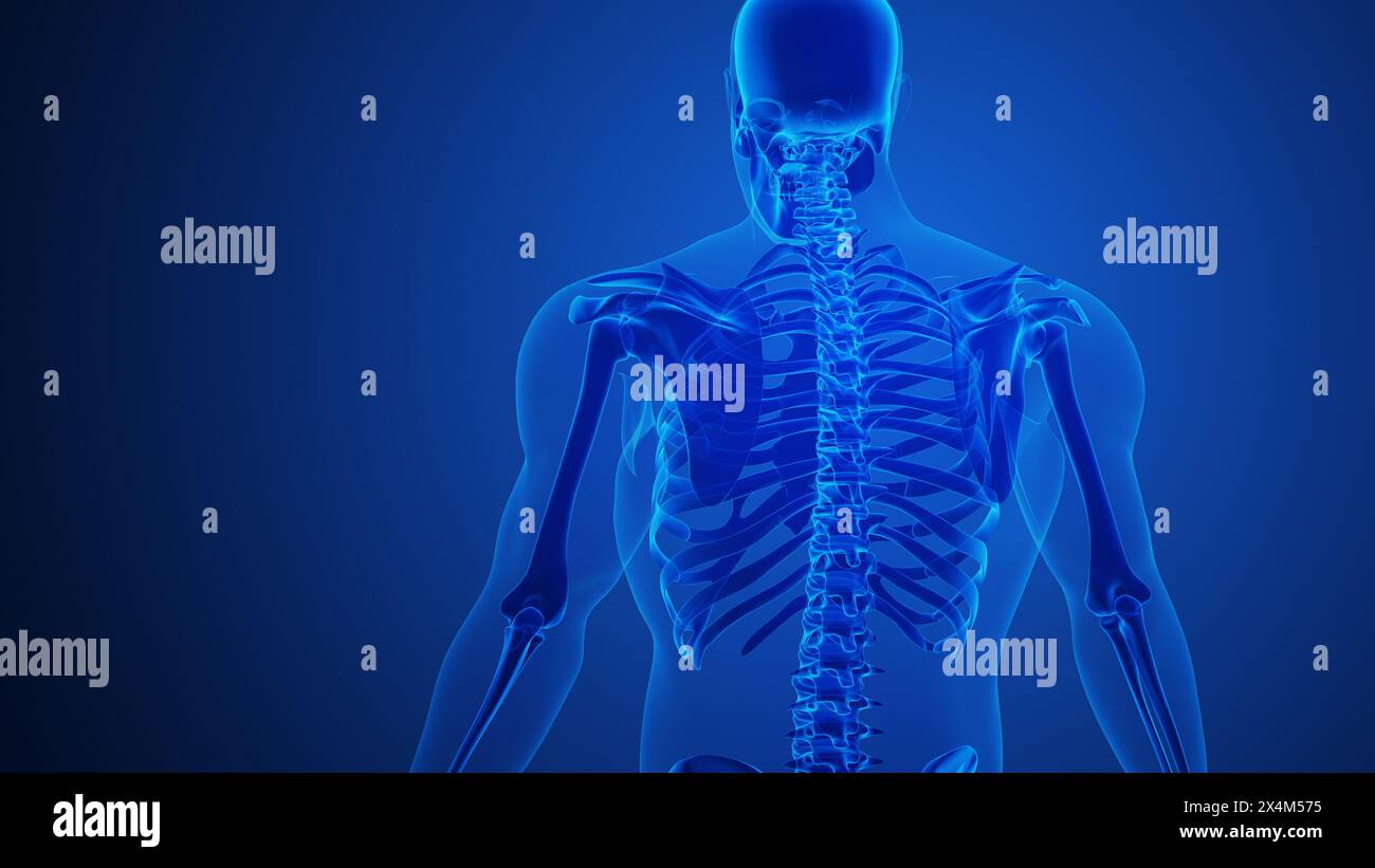 Scapula Bone Pain with blue background Stock Photo - Alamy