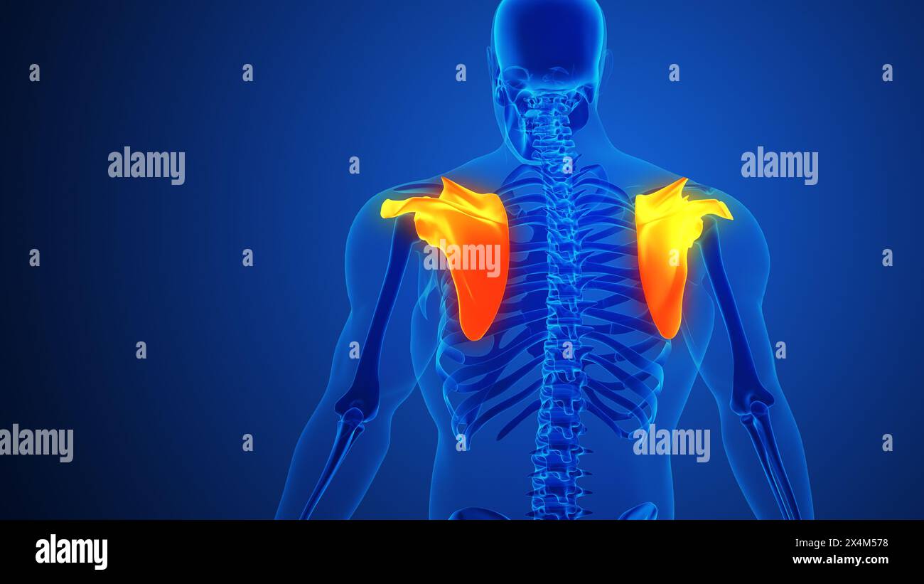 Scapula Bone Pain with blue background Stock Photo - Alamy