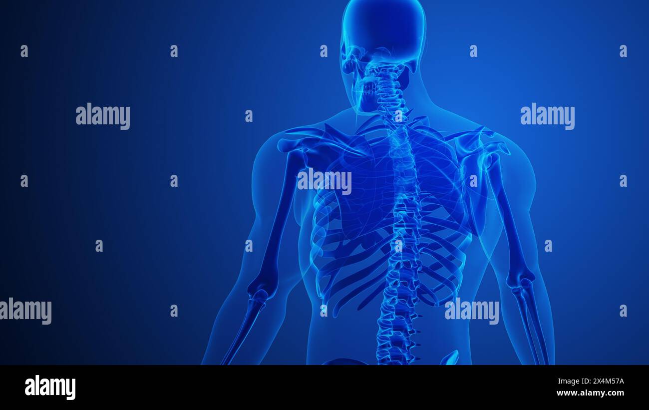 Rhomboid major muscle with blue background Stock Photo - Alamy