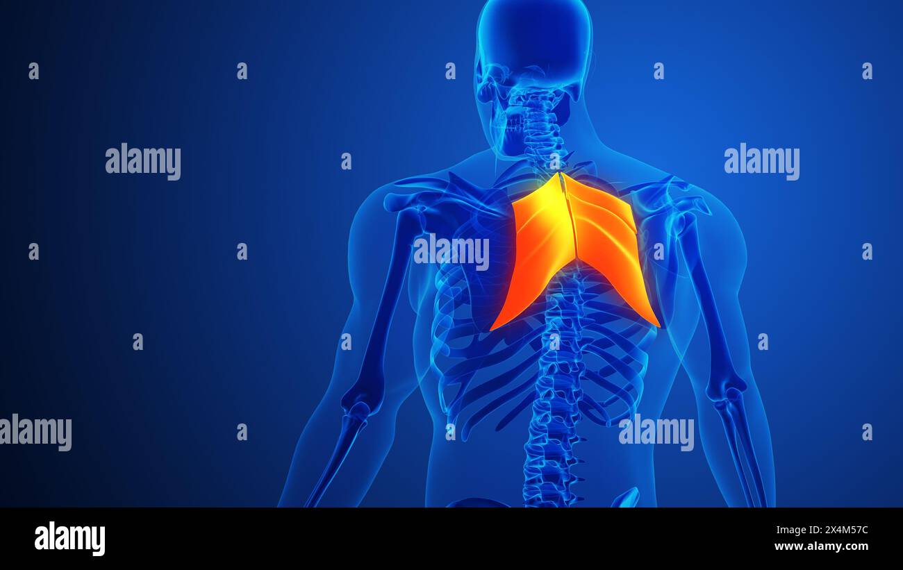 Rhomboid major muscle with blue background Stock Photo - Alamy