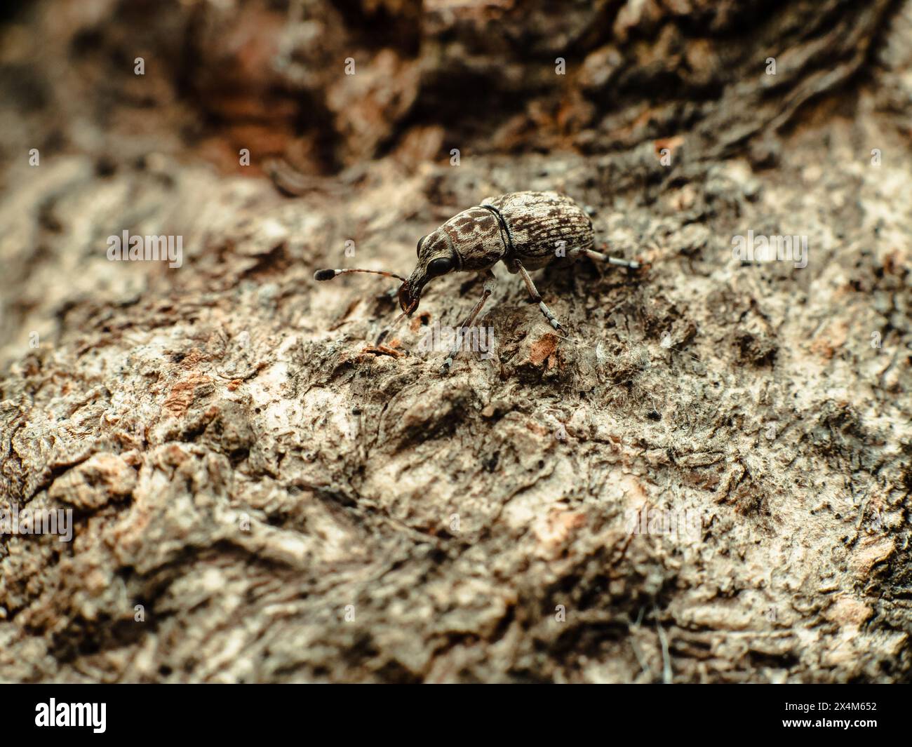 Small Weevil most likely from genus Trichalophus on a decayed mango ...