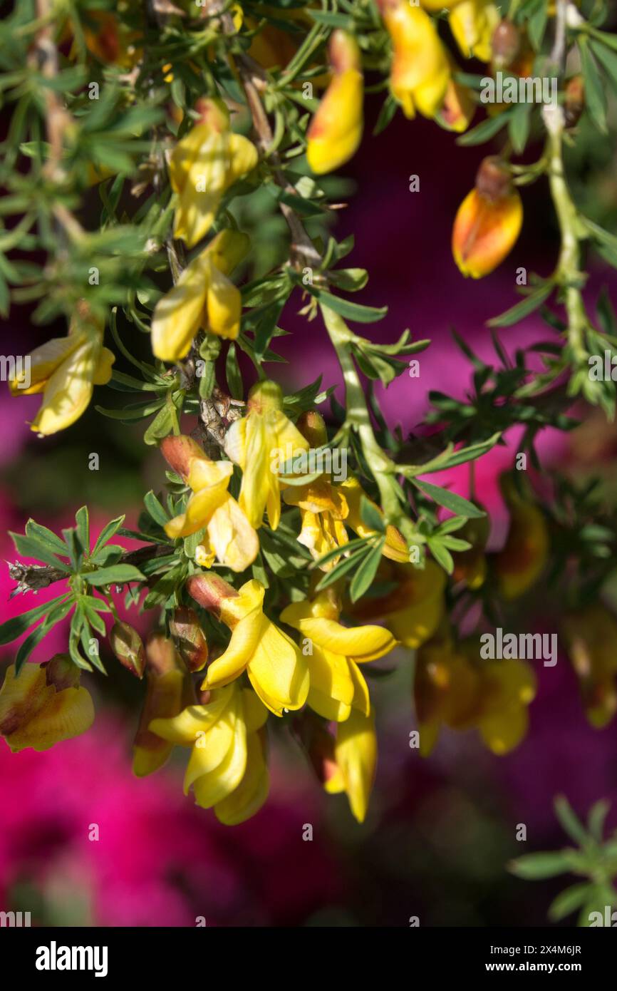 Caragana pygmaea hi-res stock photography and images - Alamy