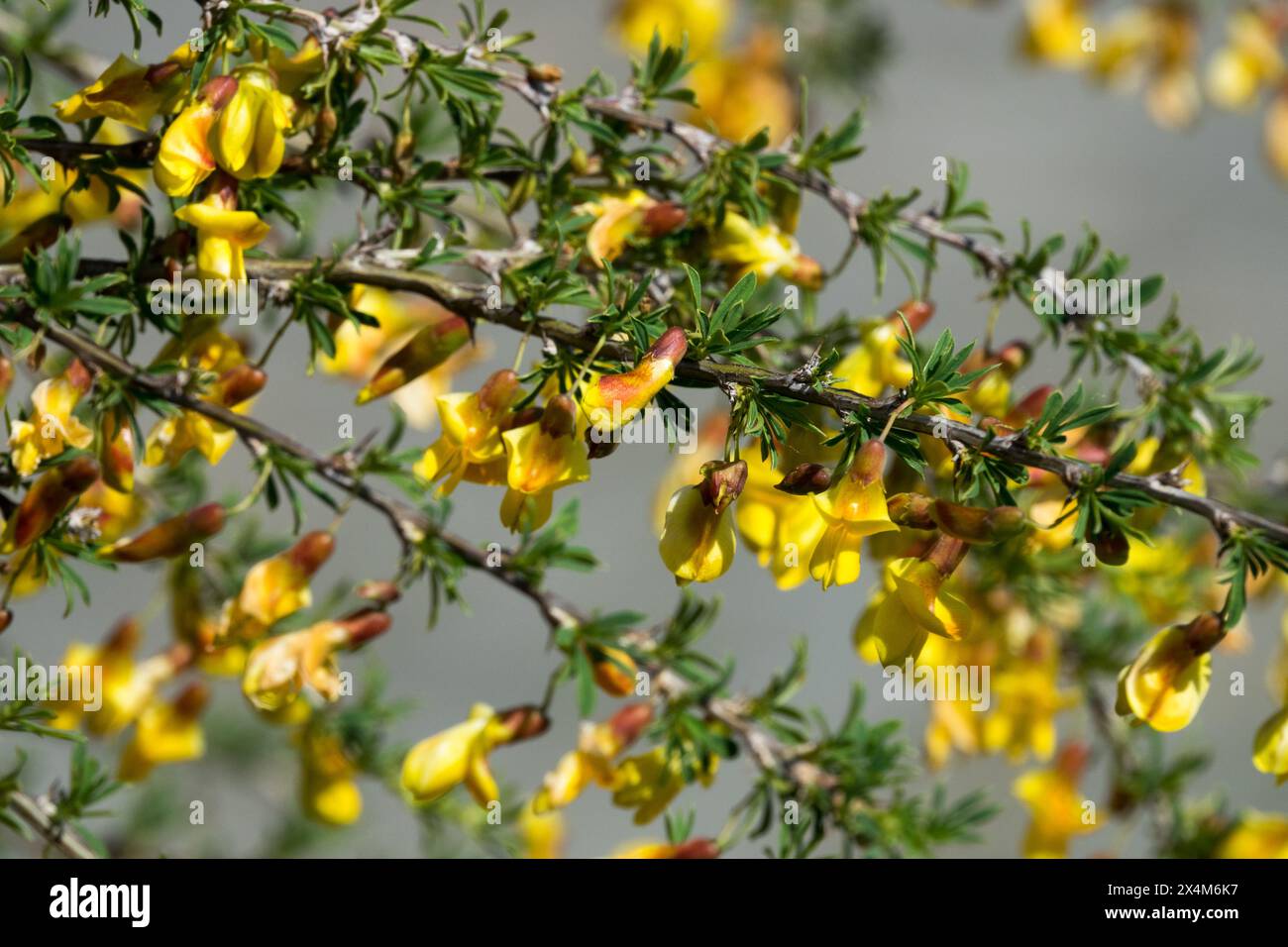 Perennials shrubs hi-res stock photography and images - Alamy
