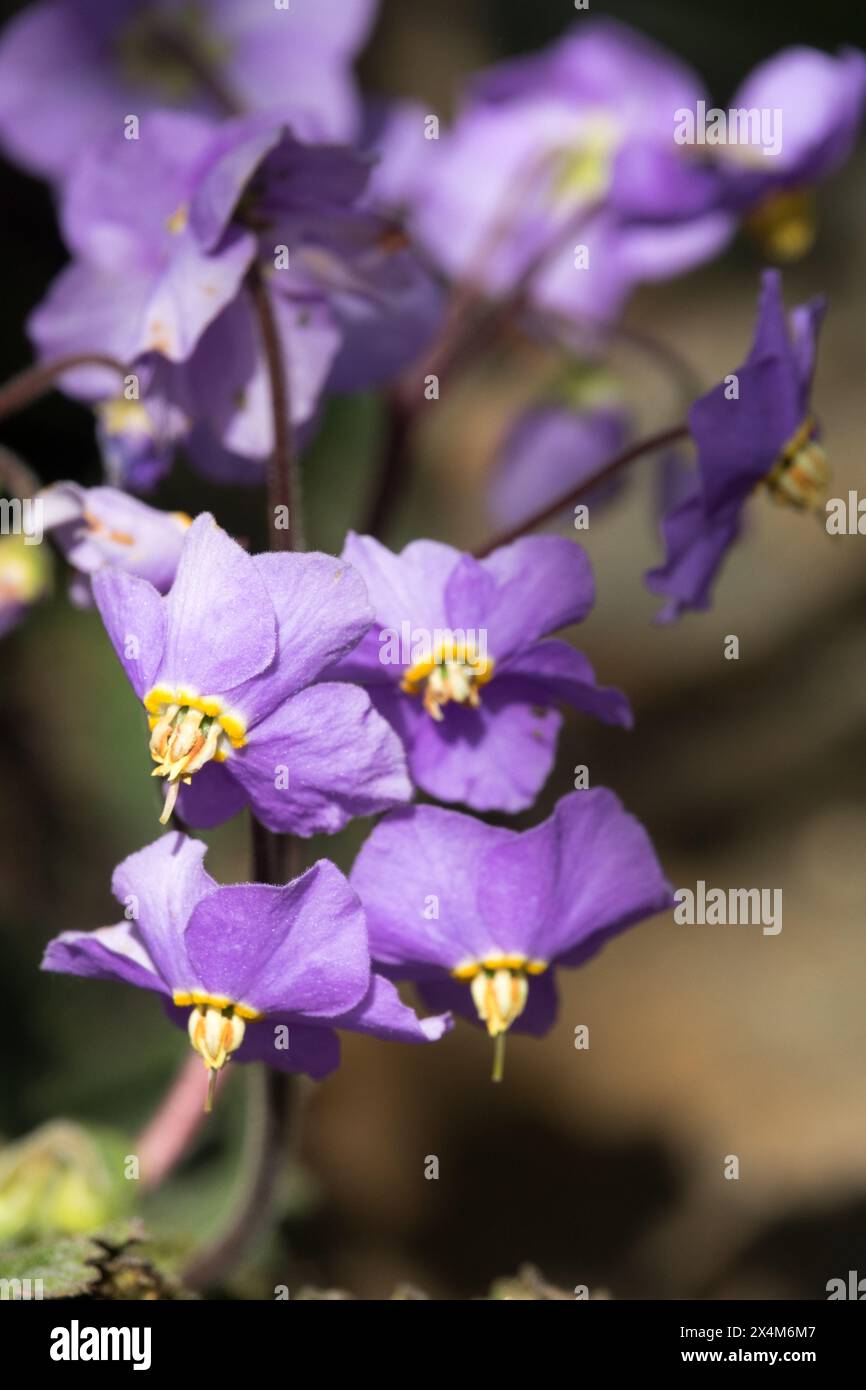 Ramondie hi-res stock photography and images - Alamy
