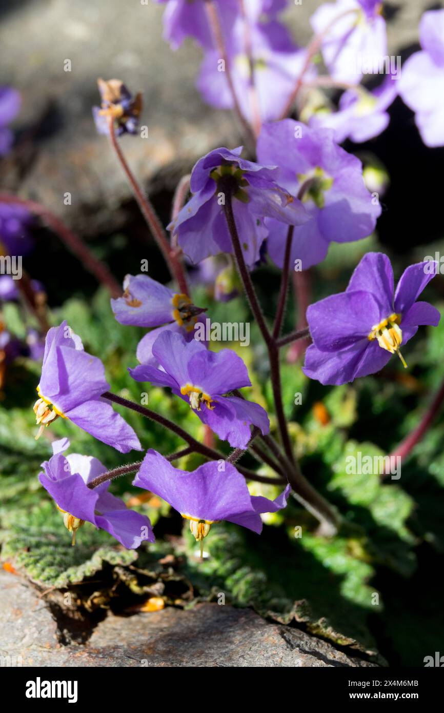 Ramondie hi-res stock photography and images - Alamy