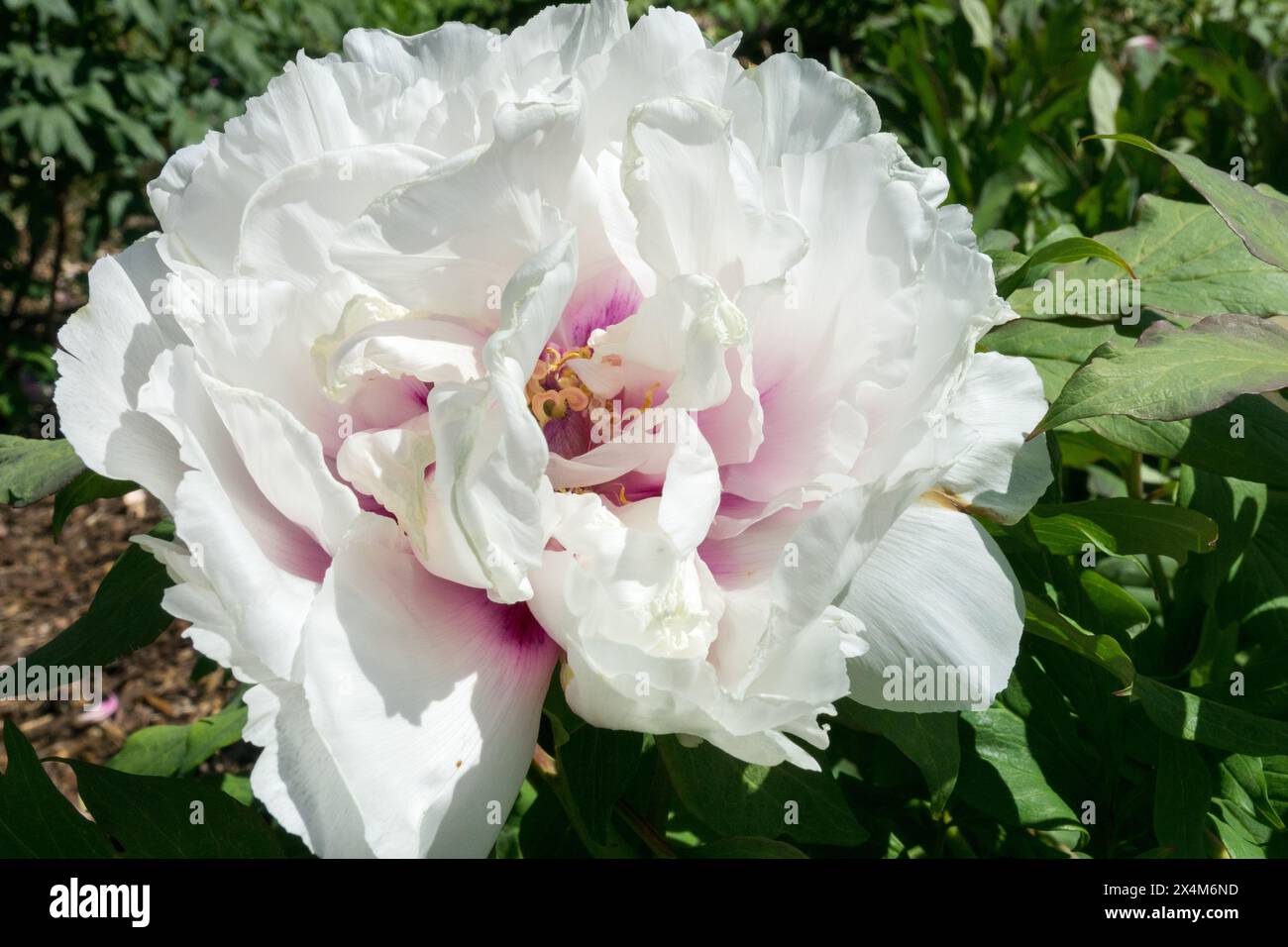 Paeonia akebono nishiki hi-res stock photography and images - Alamy