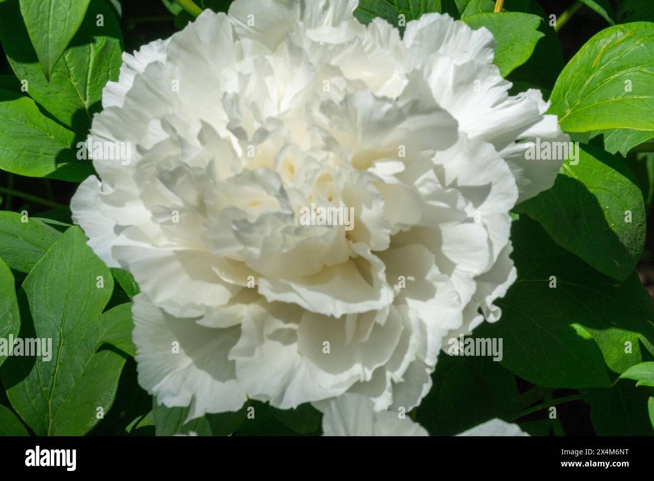 Paeonia "Trojan Day" White Flower Head Tree Peony Paeonia × ...