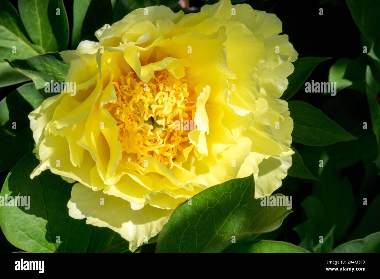 Yellow Paeonia "Lemon Dream" Intersectional Itoh Peony Paeonia Hybrid ...