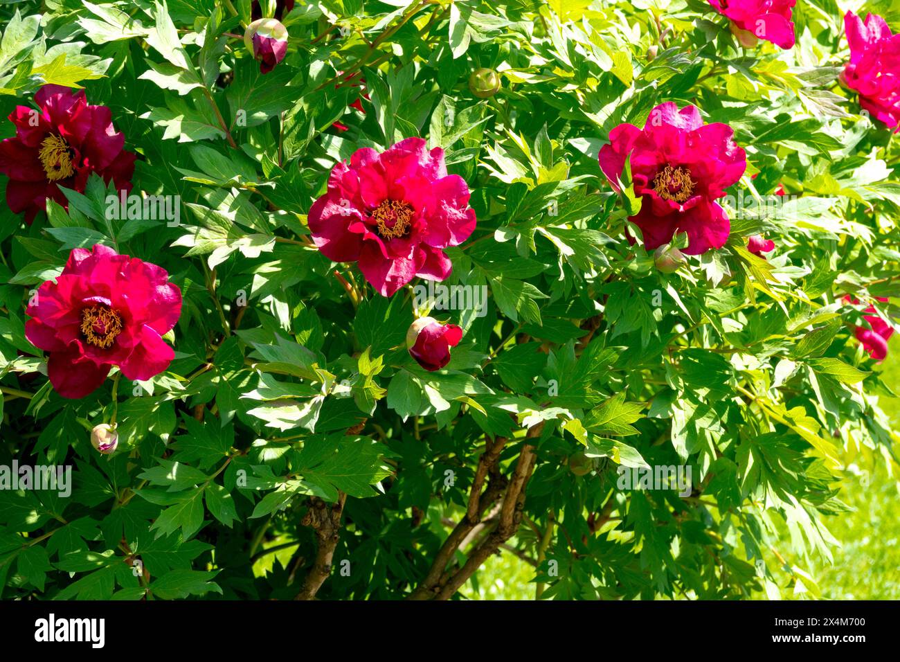 Lutea hybrid hi-res stock photography and images - Alamy