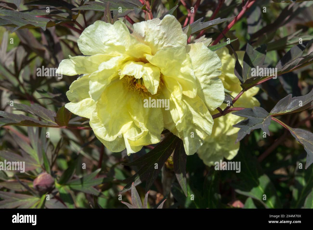 Yellow tree peony hi-res stock photography and images - Alamy