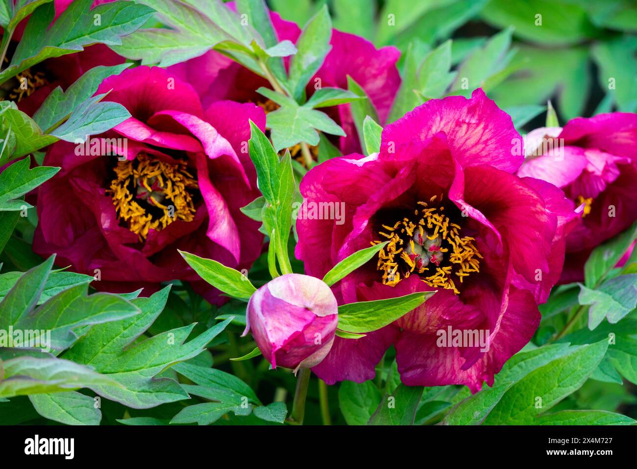 Red Peony Flower Heads, Paeonia Gauguin, Paeonia Lutea Hybrid Tree ...