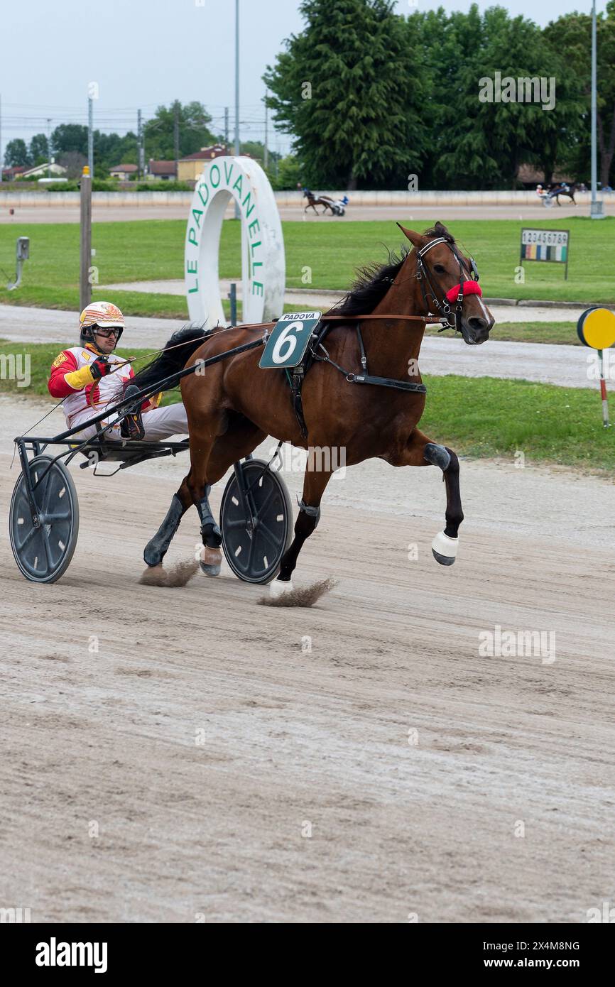 Horse and jockey on sulky cross the finish line victoriously in a ...