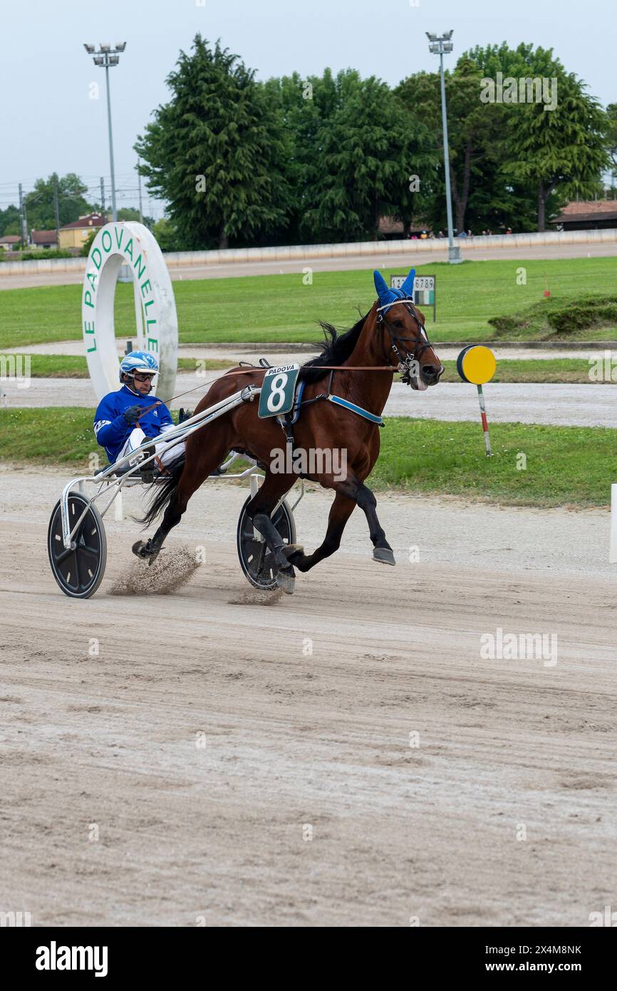 The No. 8 horse with its jockey wins the professional trotting race ...