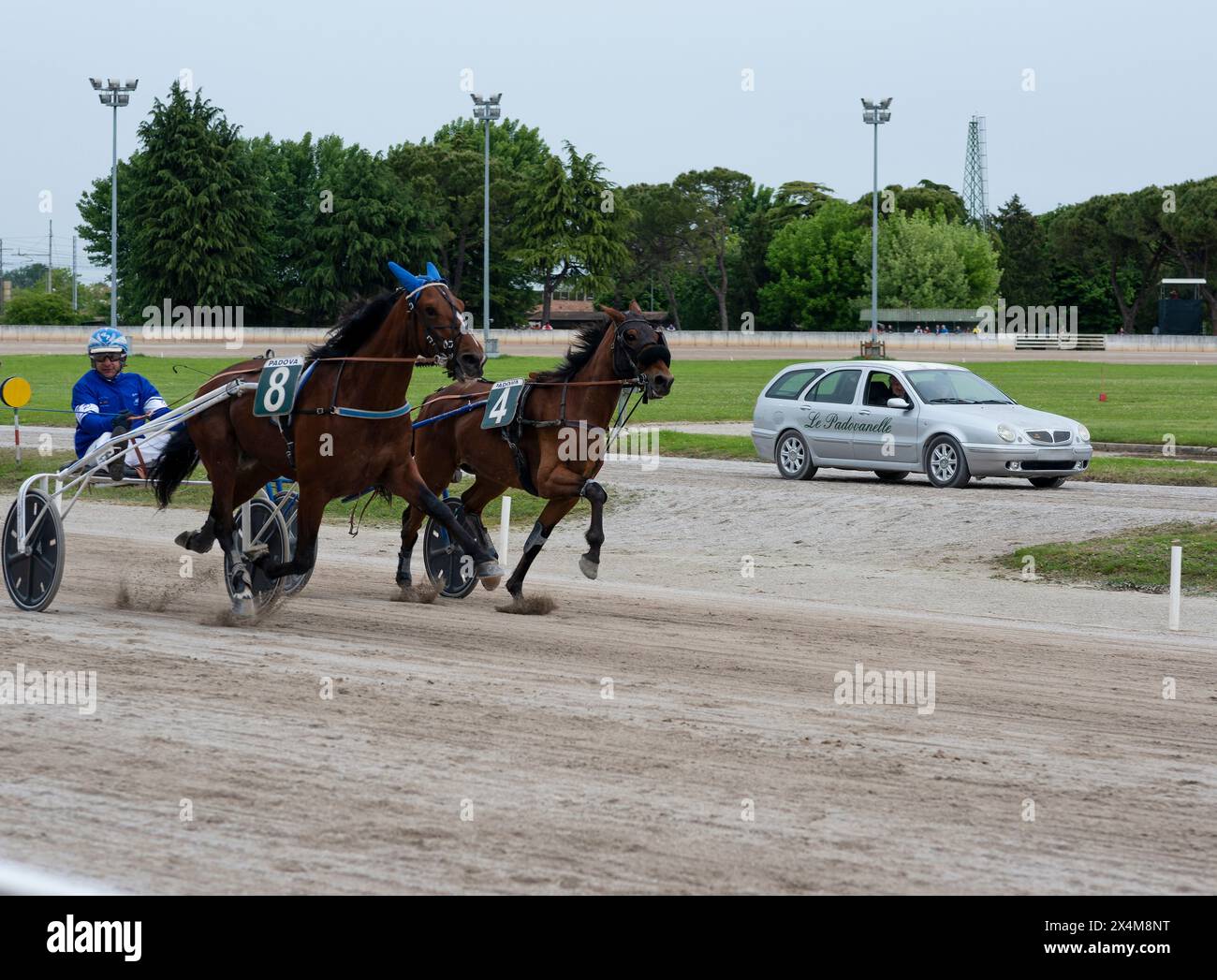 Two number 4 and number 8 trotting horses with jockeys on sulkies in ...