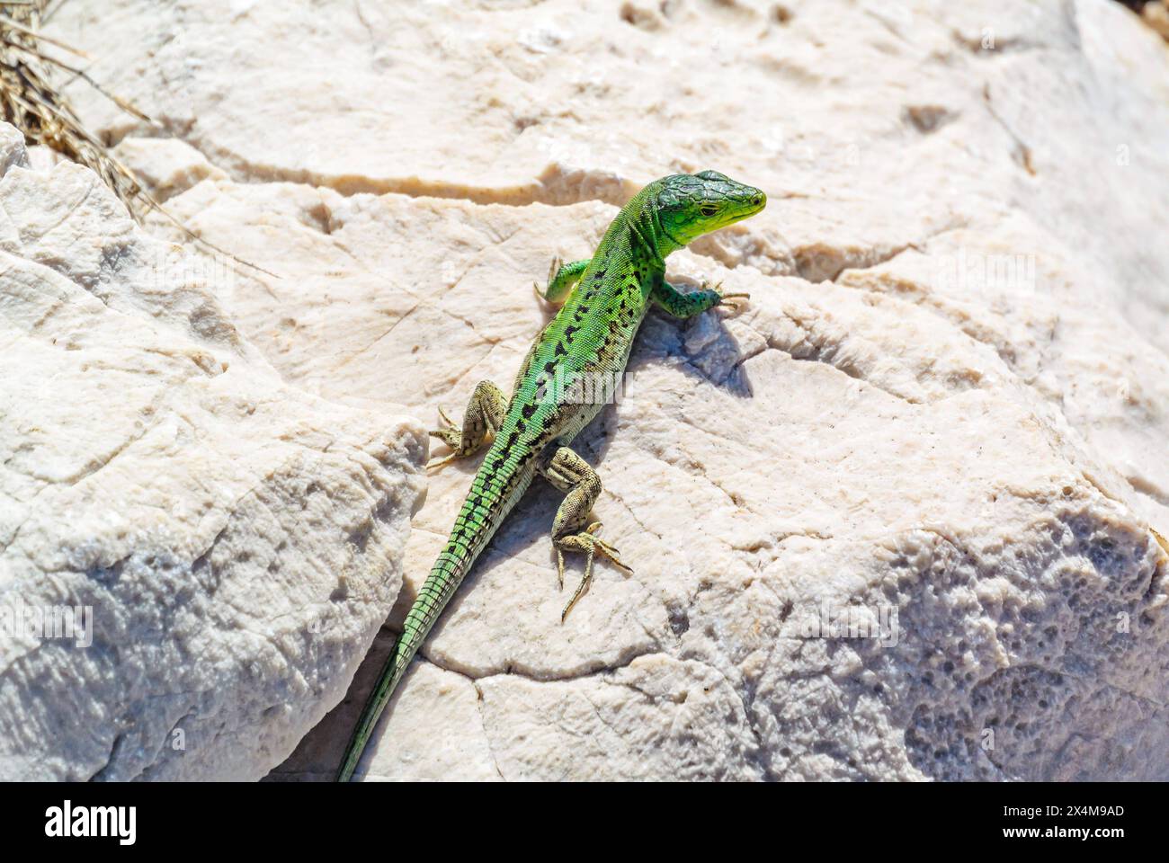 silo, croatia, 30 april 2024, male Italian wall lizard or ruin lizard ...