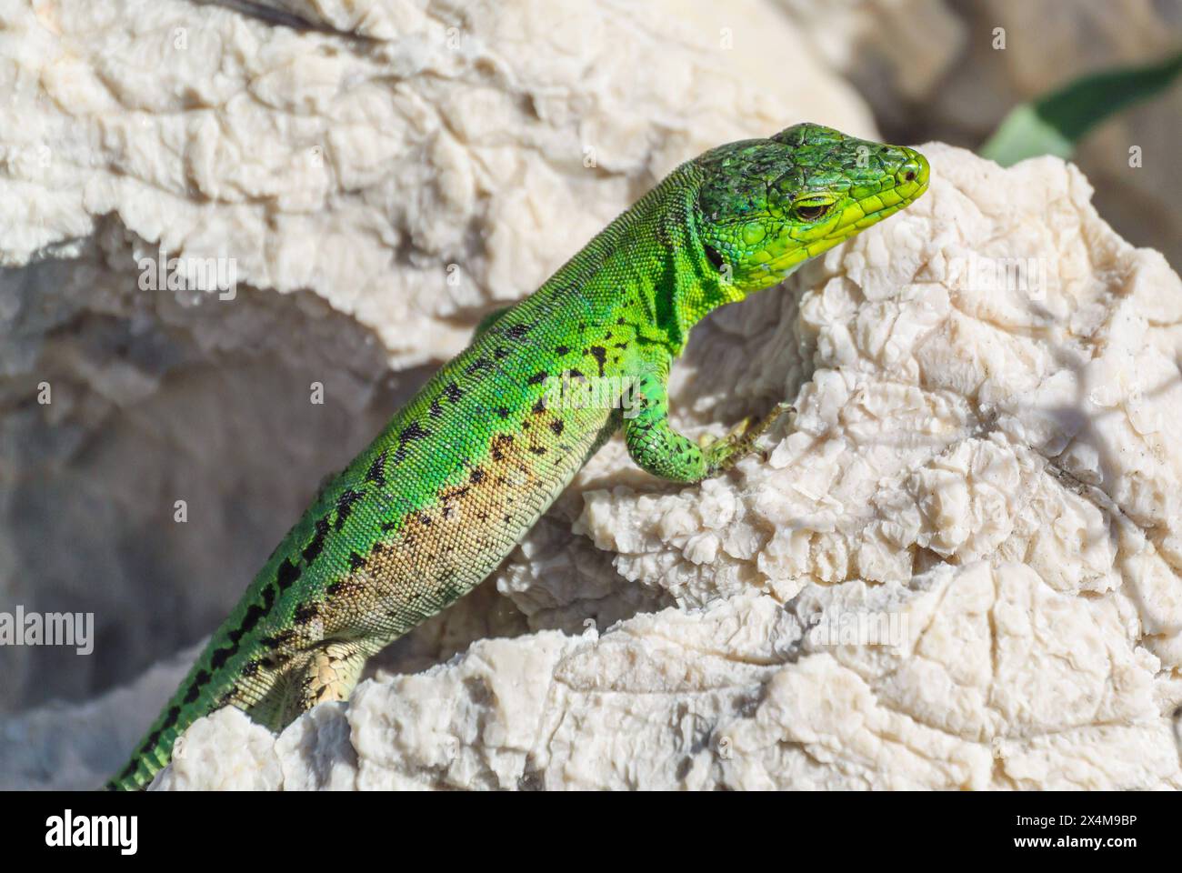 silo, croatia, 30 april 2024, male Italian wall lizard or ruin lizard ...