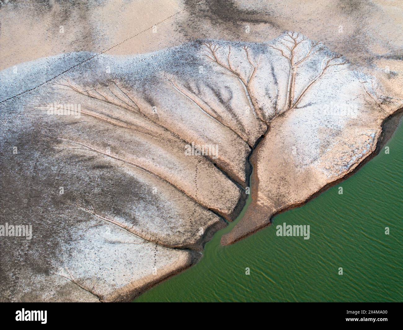 YANCHENG, CHINA - MAY 3, 2024 - A "tidal tree" snakes like a swimming ...