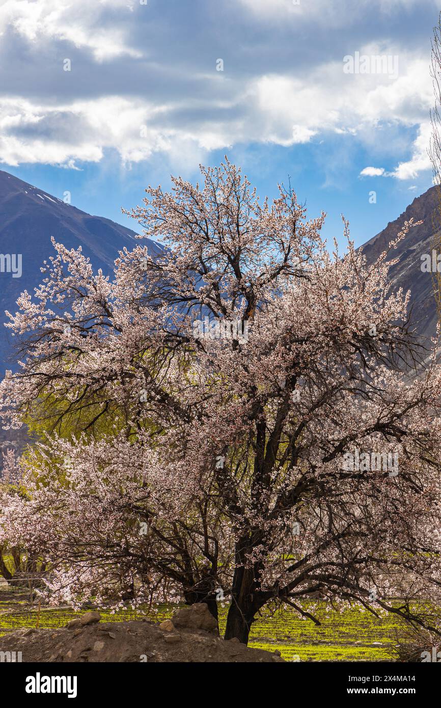 A full grown apricot tree in full Blossom at Saspol village in Leh ...