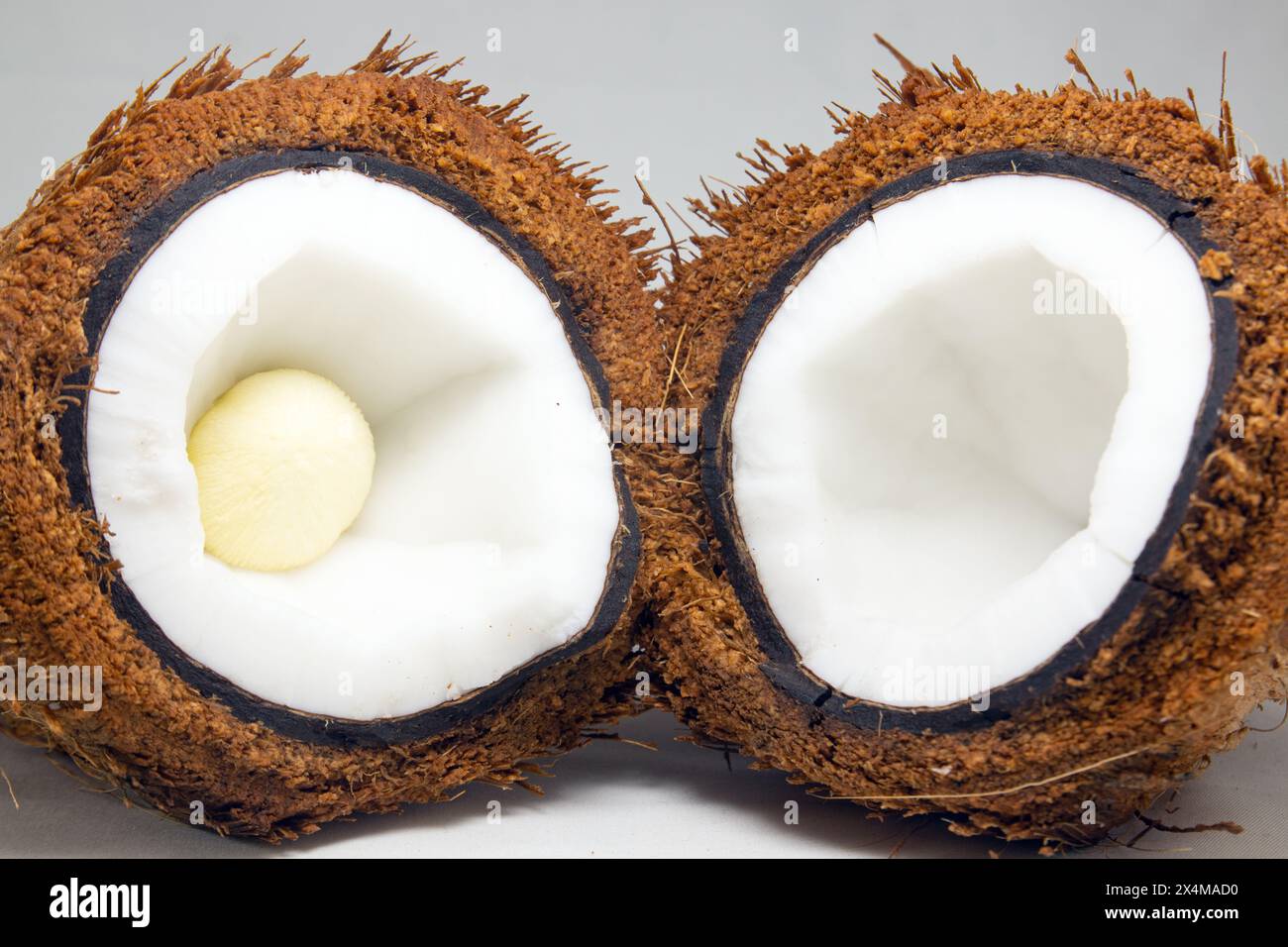 A Coconut covered with Coir or Coconut fiber which has white flesh or ...