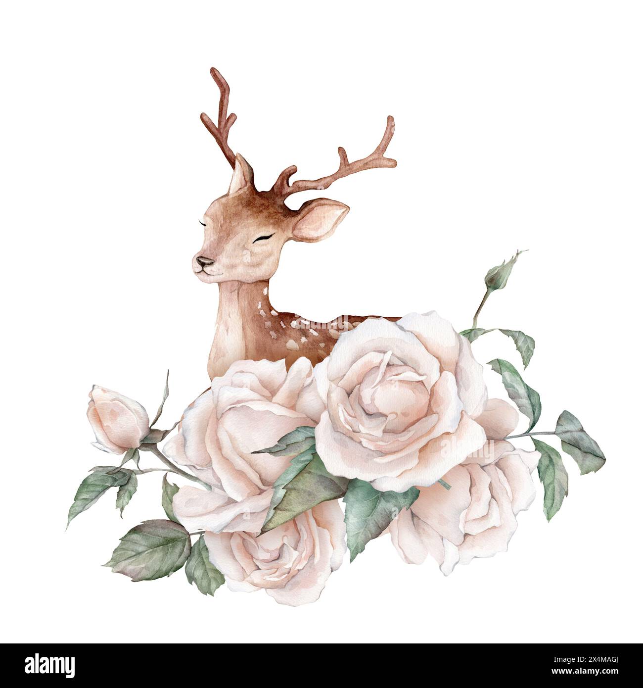 Watercolor baby deer and white roses. Spotted deer isolated on white ...