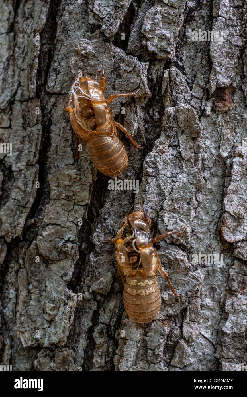 Empty, Shed Exuviae of Periodical Cicadas Stock Photo - Alamy