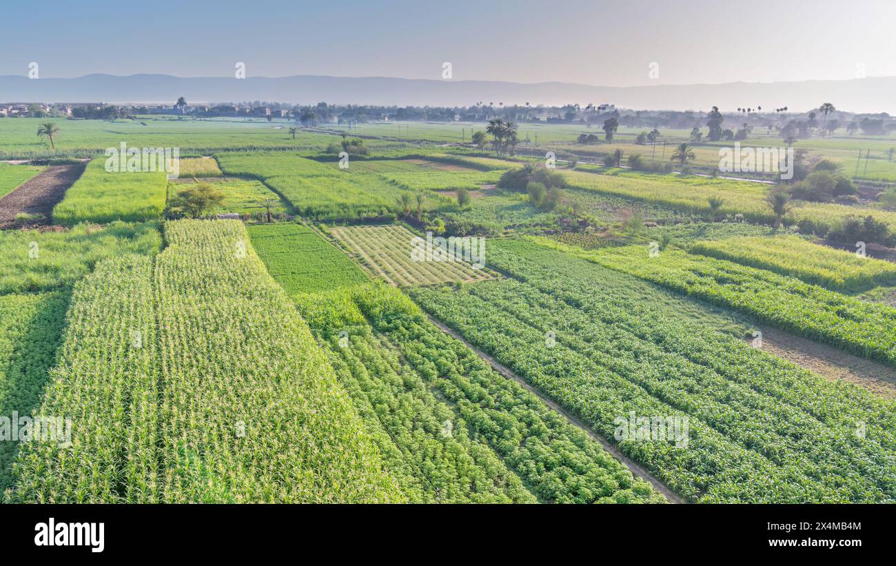 Egypt agriculture crops hi-res stock photography and images - Alamy