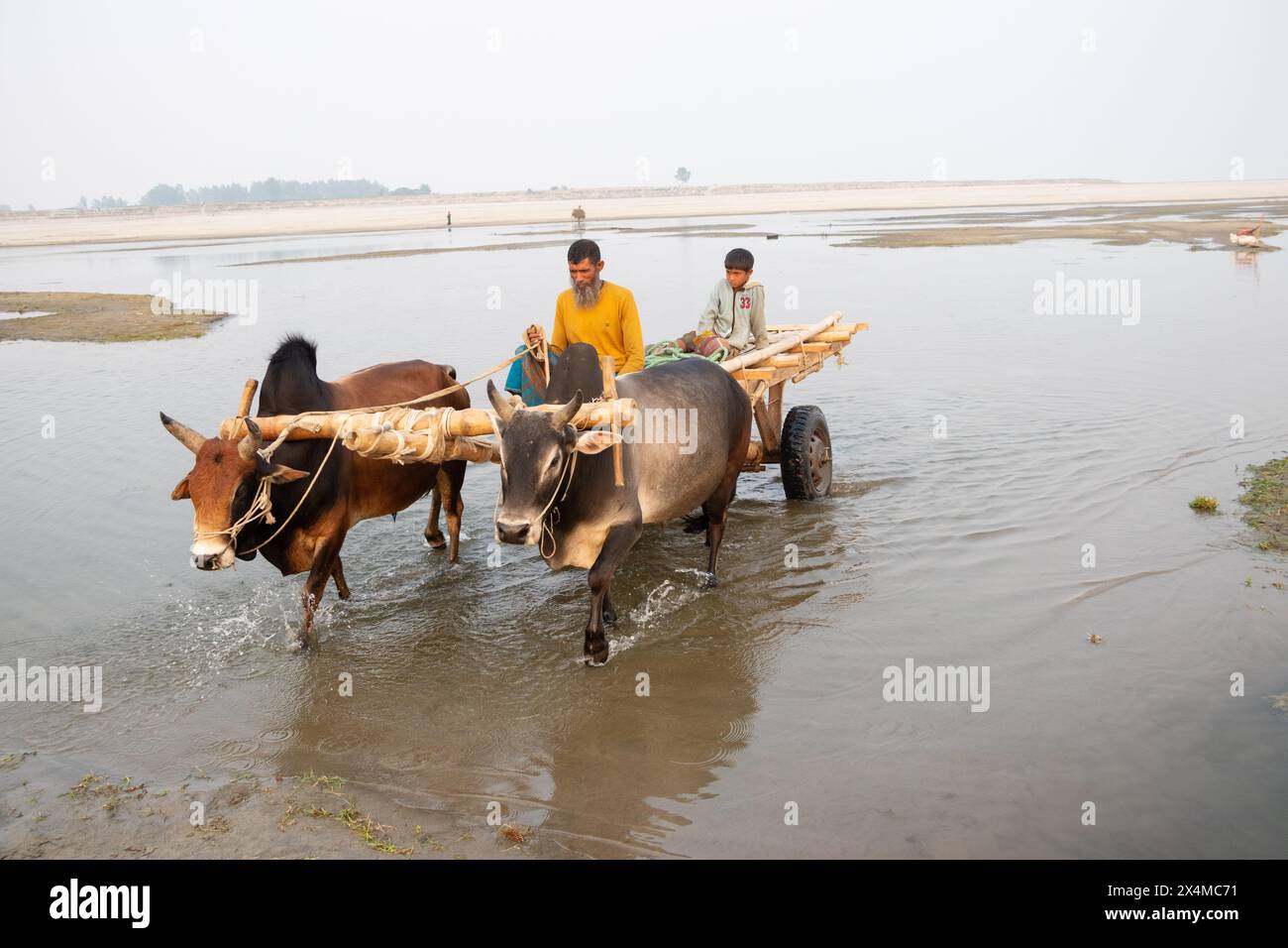 May 4, 2024, Bogura, Rajshahi, Bangladesh: Bullock carts cross a dried ...