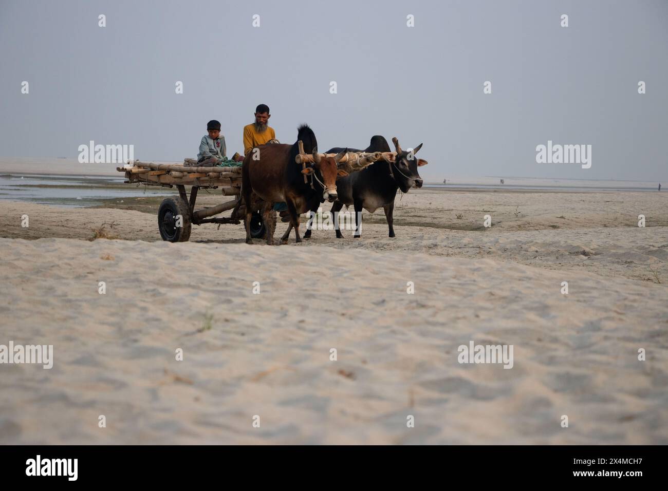 May 4, 2024, Bogura, Rajshahi, Bangladesh: Bullock carts cross a dried ...