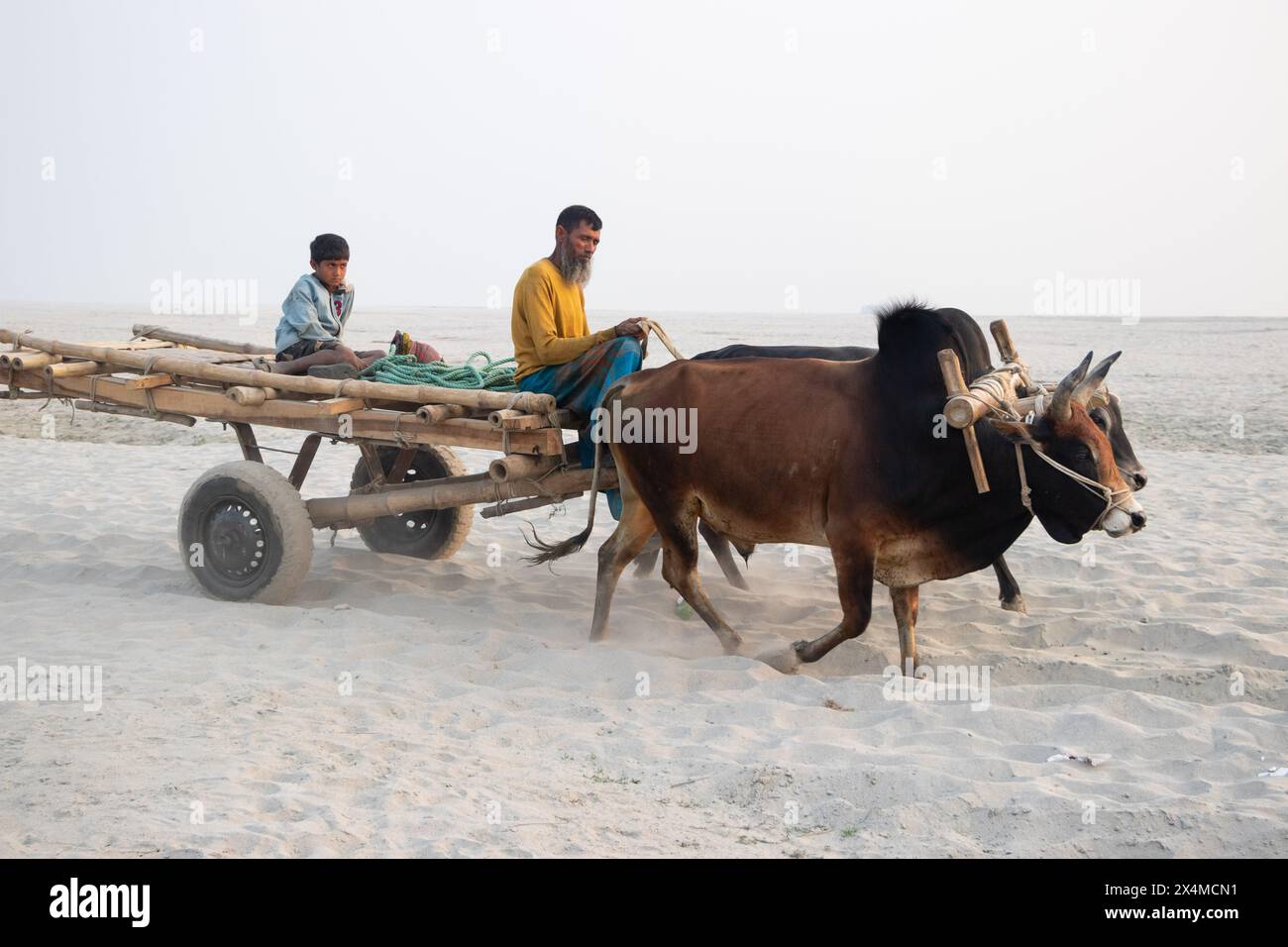 May 4, 2024, Bogura, Rajshahi, Bangladesh: Bullock carts cross a dried ...