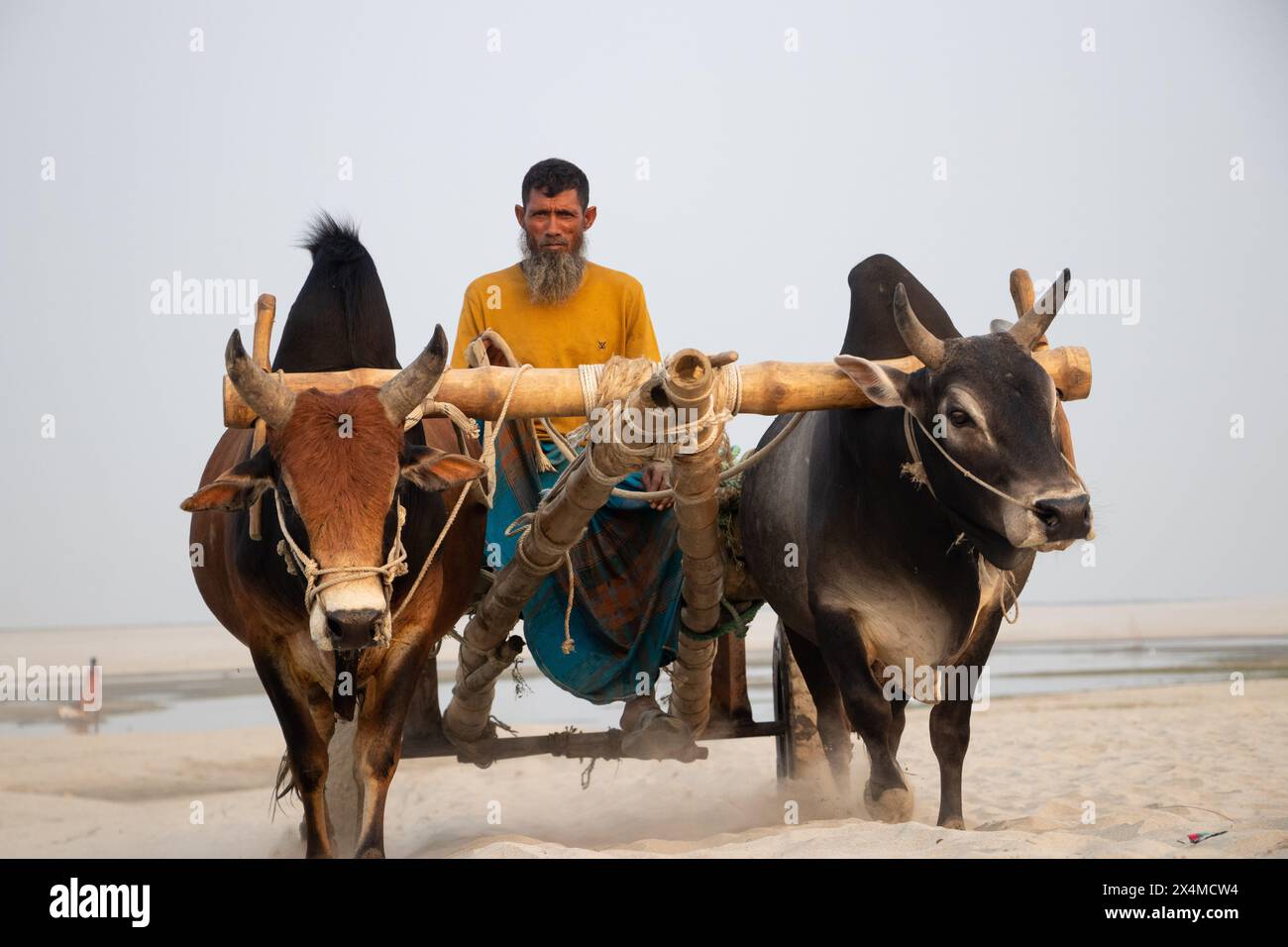 May 4, 2024, Bogura, Rajshahi, Bangladesh: Bullock carts cross a dried ...