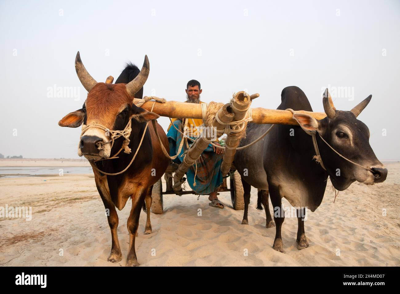 May 4, 2024, Bogura, Rajshahi, Bangladesh: Bullock carts cross a dried ...
