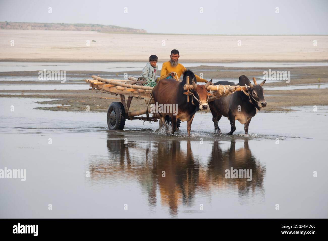 May 4, 2024, Bogura, Rajshahi, Bangladesh: Bullock carts cross a dried ...