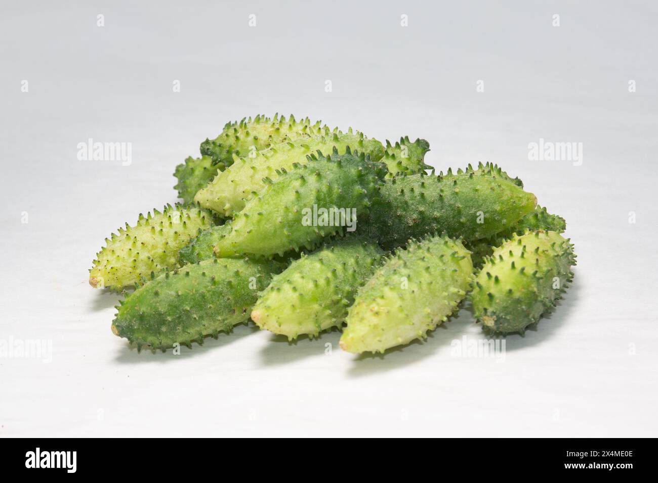 Bur Gourd, dib poj ntxoog, Pahadi Karela. grows in hill area. Chakma ...