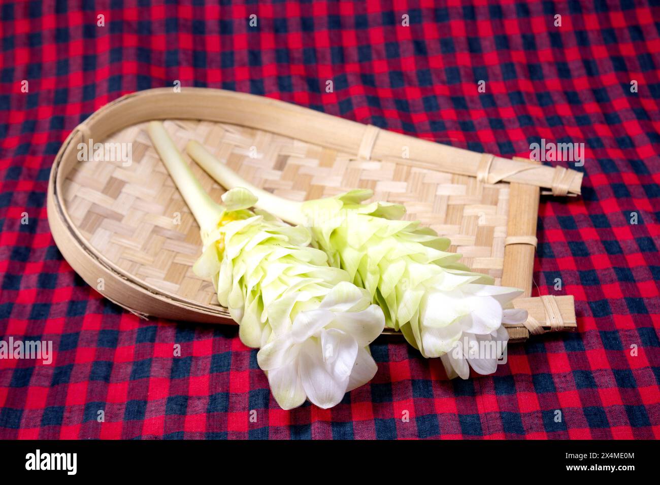 Turmeric flower hi-res stock photography and images - Alamy