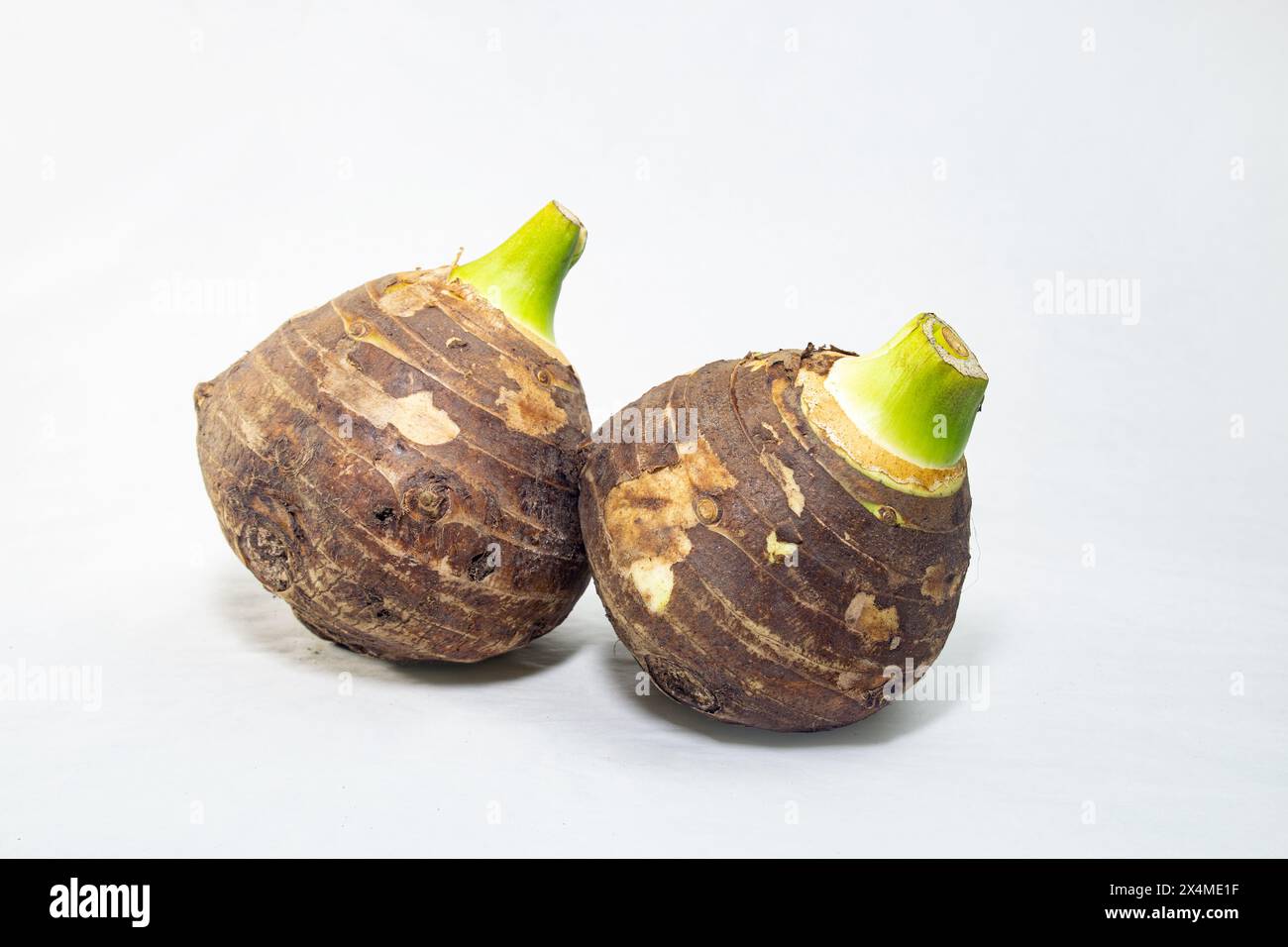 Edible root of colocasia over white background. Colocasia esculenta is ...
